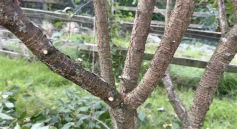 How To Prune Cherry Trees Beginner Guide Garden Ninja Lee Burkhill