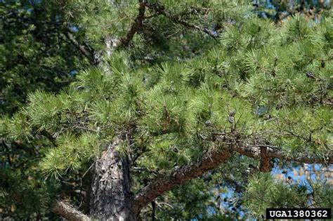 Arkansas Tree Database Shortleaf Pine