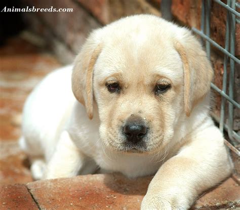 Labrador Retriever Puppies Rescue Pictures Information Temperament Characteristics