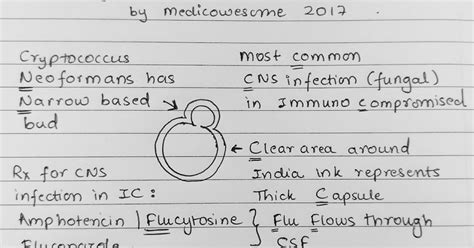 Medicowesome Cryptococcus Neoformans Notes And Mnemonics