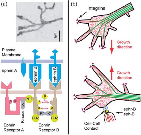 Physics Of Cell Adhesion Some Lessons From Cell Mimetic Systems Soft Matter Rsc Publishing