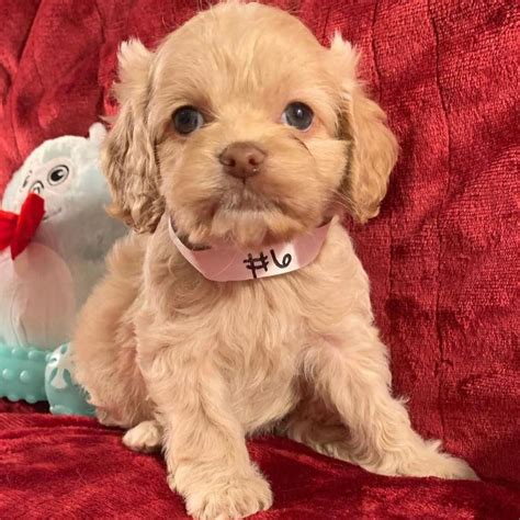 Cockapoo Puppies For Rehoming Houston Tx