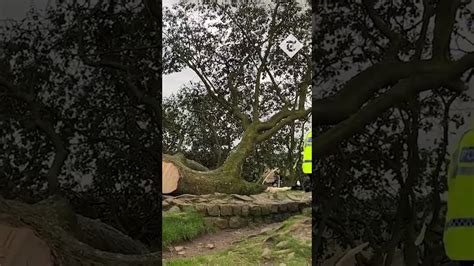Famous Sycamore Gap Tree On Hadrians Wall Felled By Vandals The Global Herald