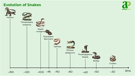 Snake Characteristics Types Behaviors Facts And Pictures