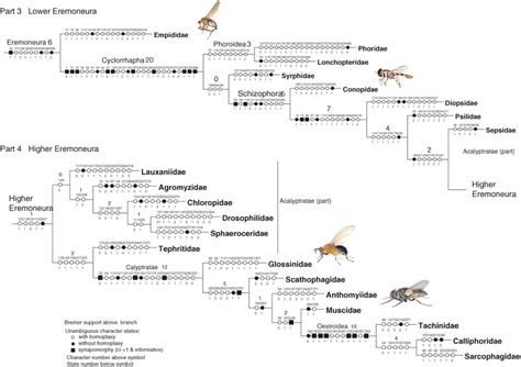 The Bayes Combined Majority Rule Consensus Tree Showing All Compatible
