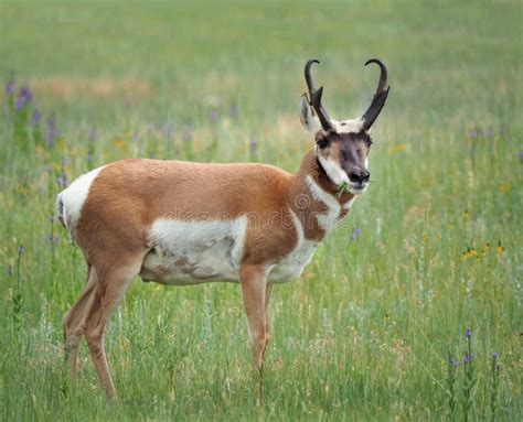 Closeup Of A Male Pronghorn Antelope Stock Image Image Of Horns