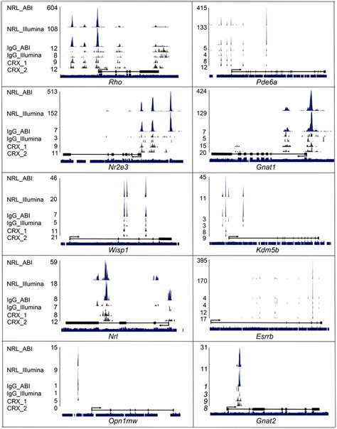Visualization Of Nrl Chipseq Peaks And Crx Chipseq Peaks Nrl And Crx Download Scientific