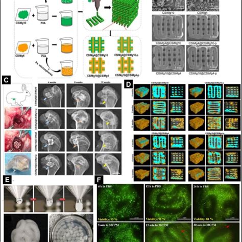 Embryonic Bone Development A Intramembranous Bone Formation B Download Scientific Diagram