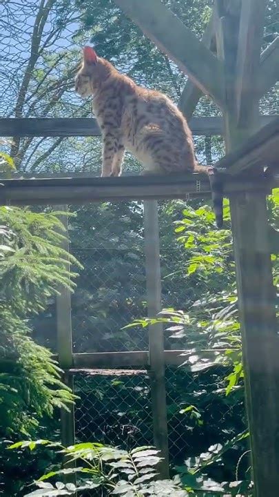 African Serval And F2 Savannah Cat Youtube