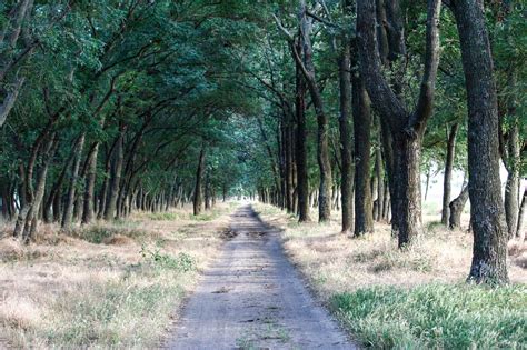 Foresttreeslandscapenaturewild Wood Free Image From