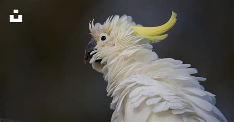 긴 부리를 가진 흰 새 사진 Unsplash의 무료 회색 이미지