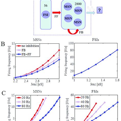 input output transfer functions of msns and fsis in a network of