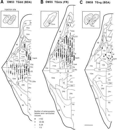 Coronal Sections Of Each Area Within The Temporal Pole Stained With Download Scientific