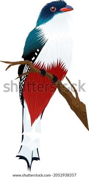 33 Tocororo Stock Vectors And Vector Art Shutterstock