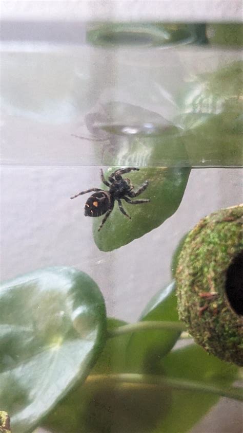 Sex Identification P Audax Also Feeding Advice Rjumpingspiders