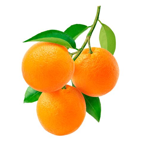 Citros Agromillora Group