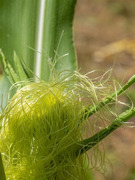 Grasshopper On A Popcorn Plant Stock Image Image Of Beach Calmness