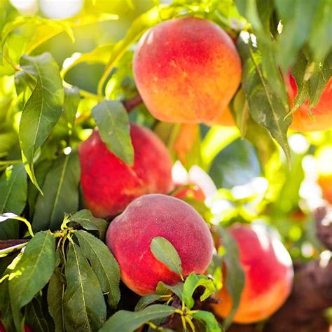 1 Gal Elberta Peach Tree Pchelb01g The Home Depot