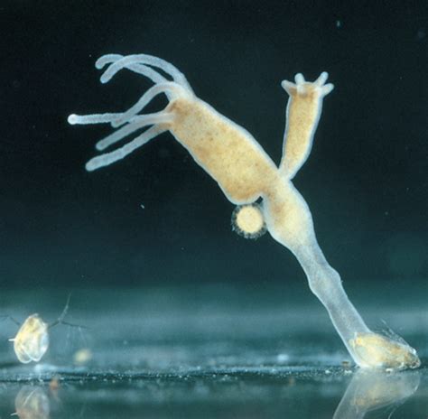 Invertebrates Flashcards Quizlet