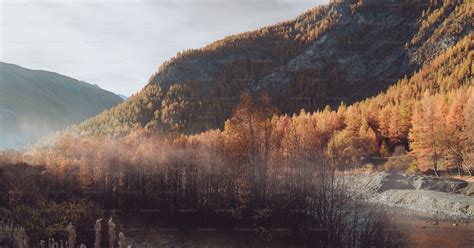 나무가 많이 우거진 숲을 흐르는 강 사진 Unsplash의 발디제르 이미지