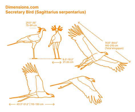 Secretary Bird Sagittarius Serpentarius Dimensions And Drawings
