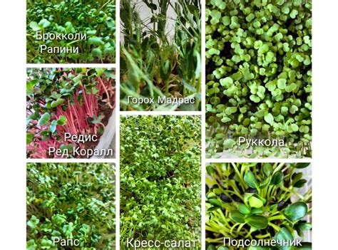 Набор для выращивания микрозелени Top Green | отзывы