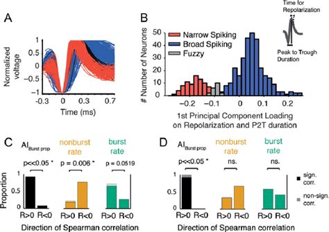 Cell Type Specific Modulation Of Burst And Nonburst Rate A Average