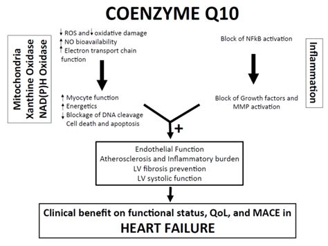 Clinical Evidence For Q10 Coenzyme Supplementation In Heart Failure