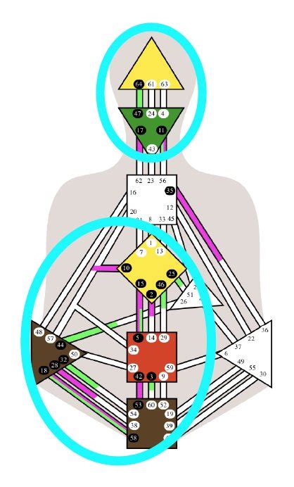 Human Design Definition Single Split Triple Split Quadruple Split — Pure Generators