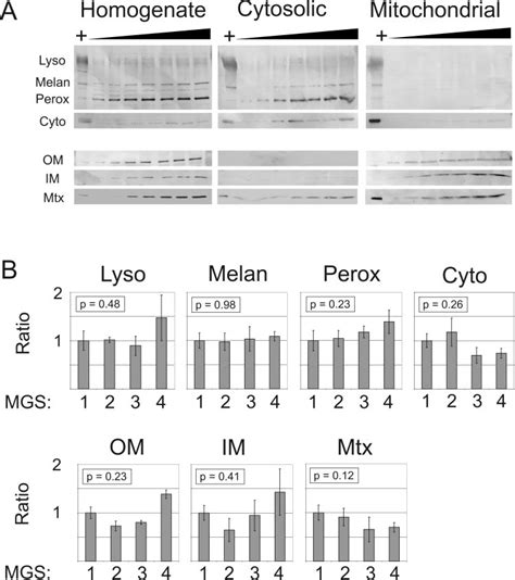 Verification Of Mitochondrial Enrichment By Western Blot Analysis A