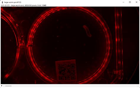 Wrong Color For Tiff Stacks · Issue 8 · Biopbigdataviewer Image Loaders · Github