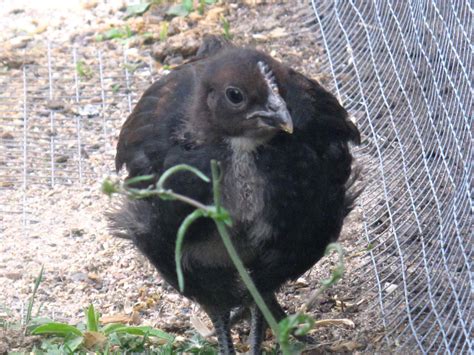Bcm Sex Backyard Chickens Learn How To Raise Chickens Bcm Sex Backyard Chickens Learn How To Raise Chickens