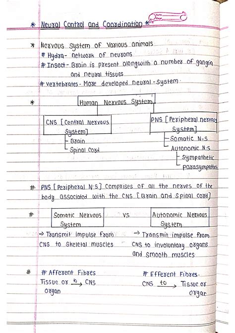 Neural Control And Coordination Notes Pdf Biology Guide