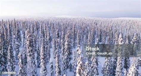 눈으로 뒤덮인 하얀 침엽수 숲 나무의 드론에서 바라보는 공중 보기 라플란드의 경치 좋은 랜드마크 리시툰투리 국립공원의 눈덮인 눈의 눈감과 경치를 볼 수 있는 풍경 길에서