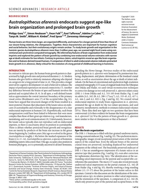 Australopithecus Afarensis Endocasts Suggest Ape Like Brain