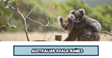 250 Cute Koala Names And Generator With Meanings [unique Ideas]