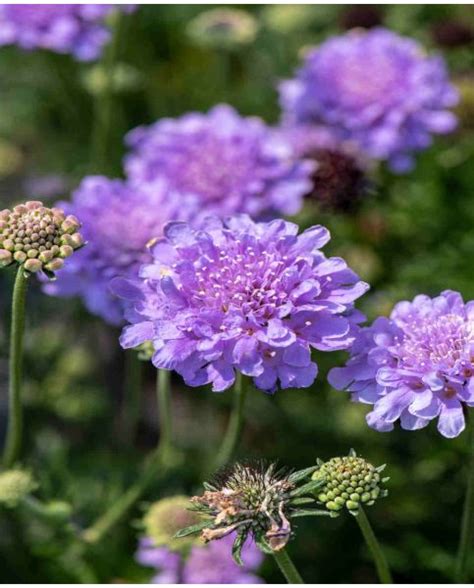 Scabiosa Columbaria Flutter Deep Blue