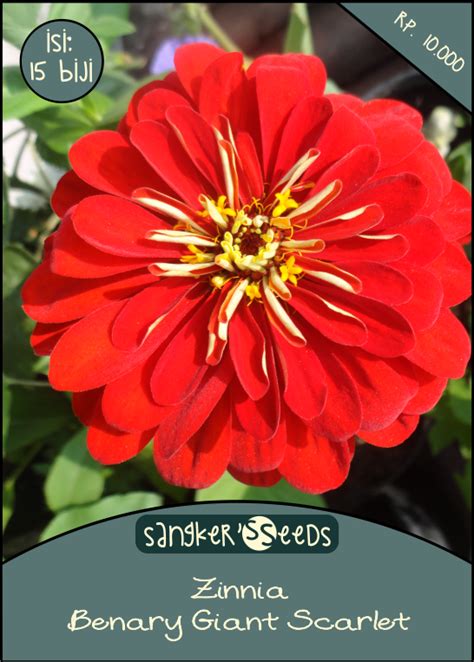 Zinnia Benary Giant Scarlet Sangker S Seeds