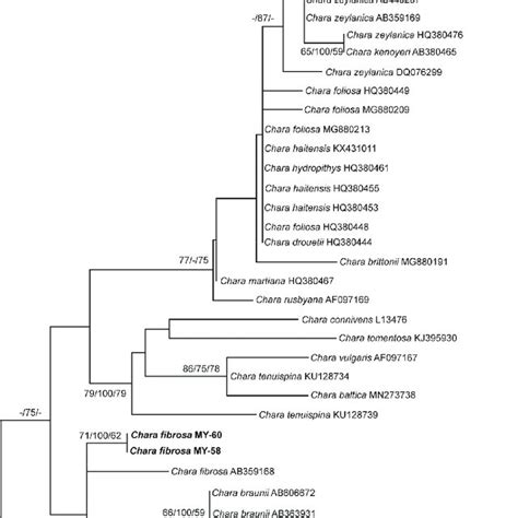 maximum likelihood tree of the rbcl gene of chara spp bootstrap values
