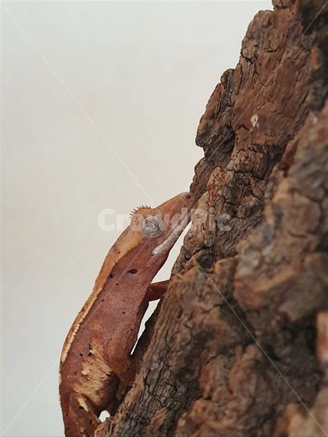 게코 도마뱀 크레스티드게코 Gecko Reptile 사진 이미지 일러스트 캘리그라피 하얀작가