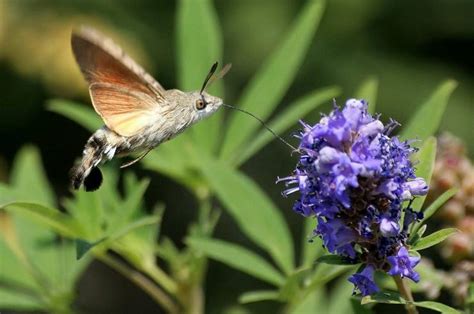 Топ 10 самых быстрых насекомых в мире