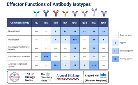 5 Types Of Immunoglobulins Igg Igm Iga Igd And Ige