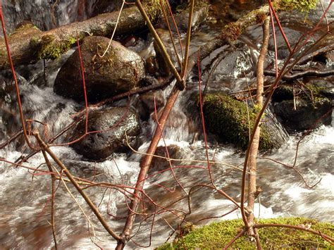 Free Photo Water Stream Branches Plants Stream Free Download Jooinn