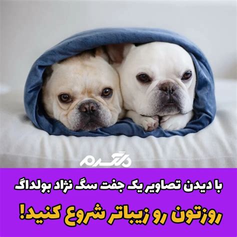 با دیدن تصاویر یک جفت سگ نژاد بولداگ روزتون رو زیباتر شروع کنید
