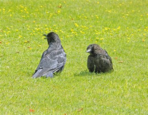 Crows Talking To Each Other Stock Image Image Of Each Away 42421491