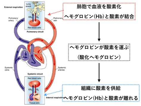 Spo2 経皮的動脈血酸素飽和度 の測定は何を調べているのか？ 理学療法士によるリハビリ・ピラティス・予防