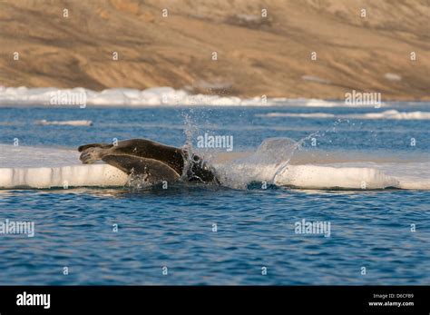 Bearded Sealerignathus Barbatus On An Ice Flow Under The Midnight Sun