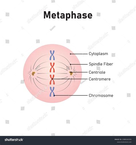 Metaphase Cell Diagram Scientific Design Vector Stock Vector Royalty Free 2386102335