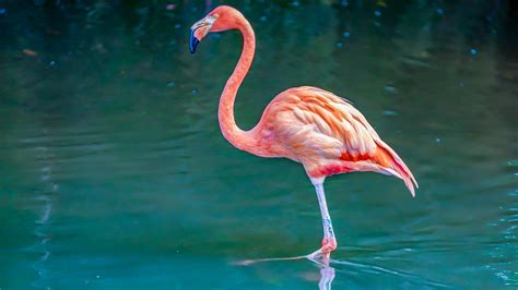 demystifying open flamingo an open source vision and language