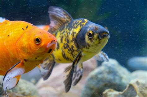 500 Carassius Pictures